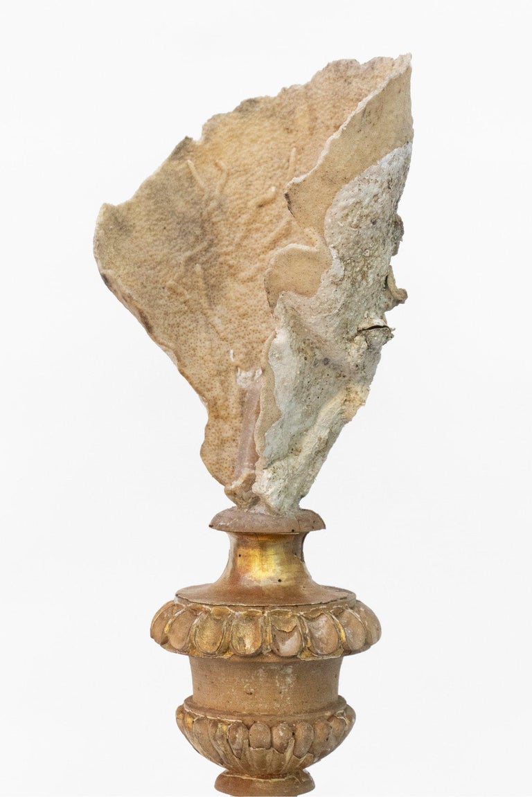 Pair of 18th Century Italian Candlesticks with Fossil Coral and Cactus ...