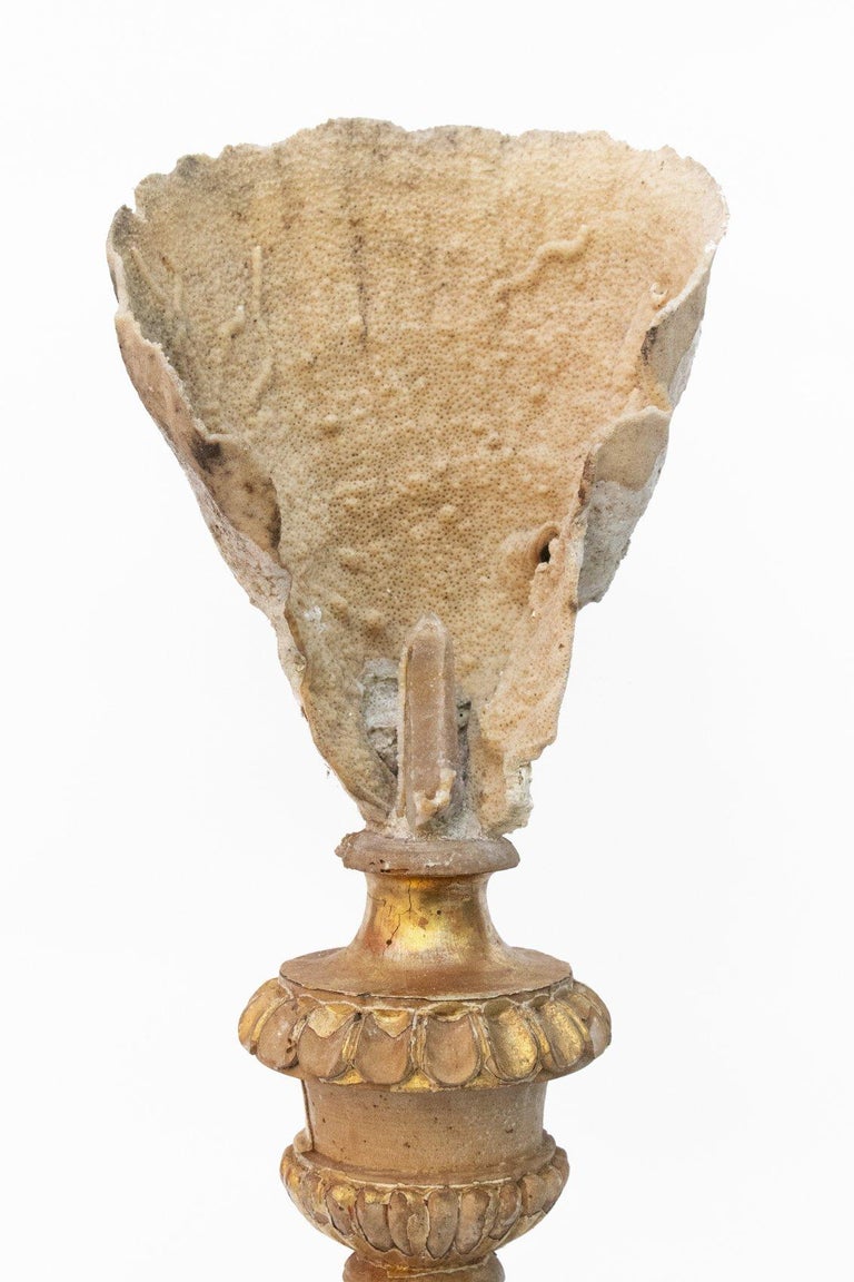 Pair of 18th Century Italian Candlesticks with Fossil Coral and Cactus ...