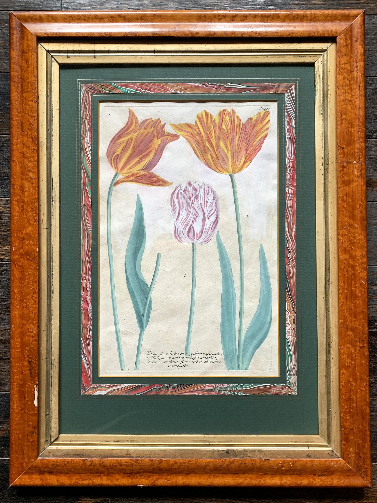 Pair of 18th Century Johann Wilhelm Weinmann Botanical Illustrations ...