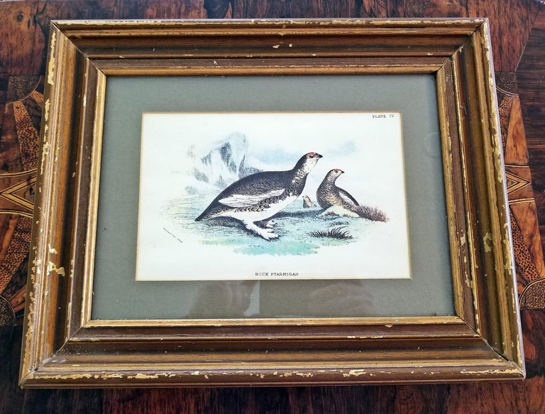 Pair of 19th Century Bird Chromolithograph Prints by Wyman at 1stDibs ...