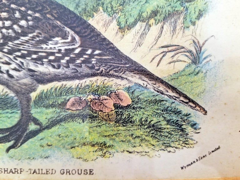 Pair of 19th Century Bird Chromolithograph Prints by Wyman at 1stDibs ...