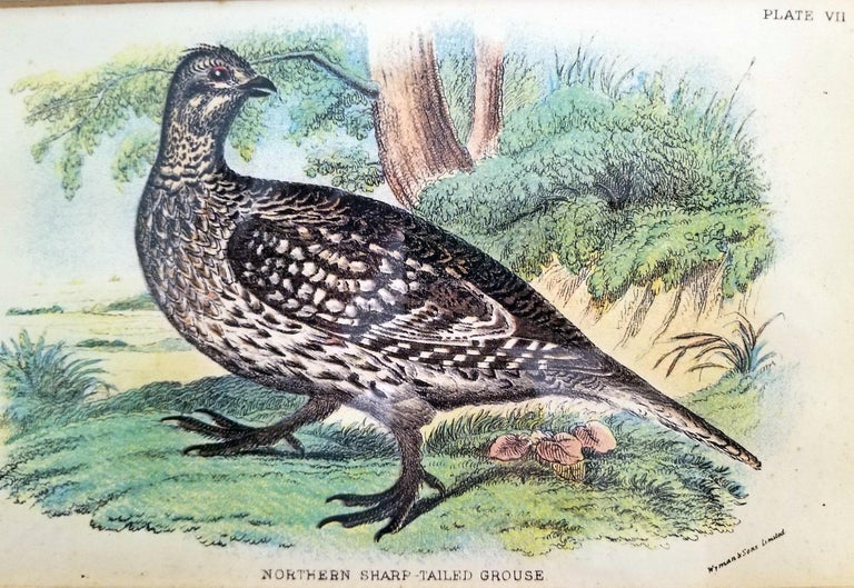 Pair of 19th Century Bird Chromolithograph Prints by Wyman at 1stDibs ...