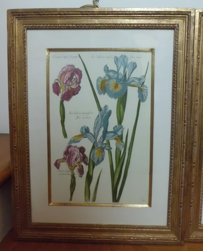 Pair of 20th Century English Botanic Prints with Gilt Frames, Martin ...