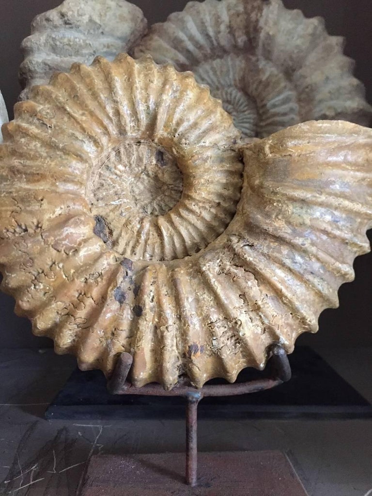 Pair of Ammonites, Ammonite Fossil at 1stDibs