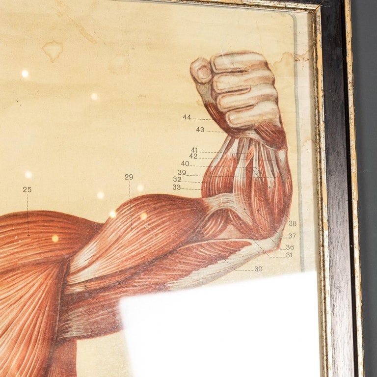 Pair of Anatomical Human Muscular Structure Charts by Tanck and Wagelin ...
