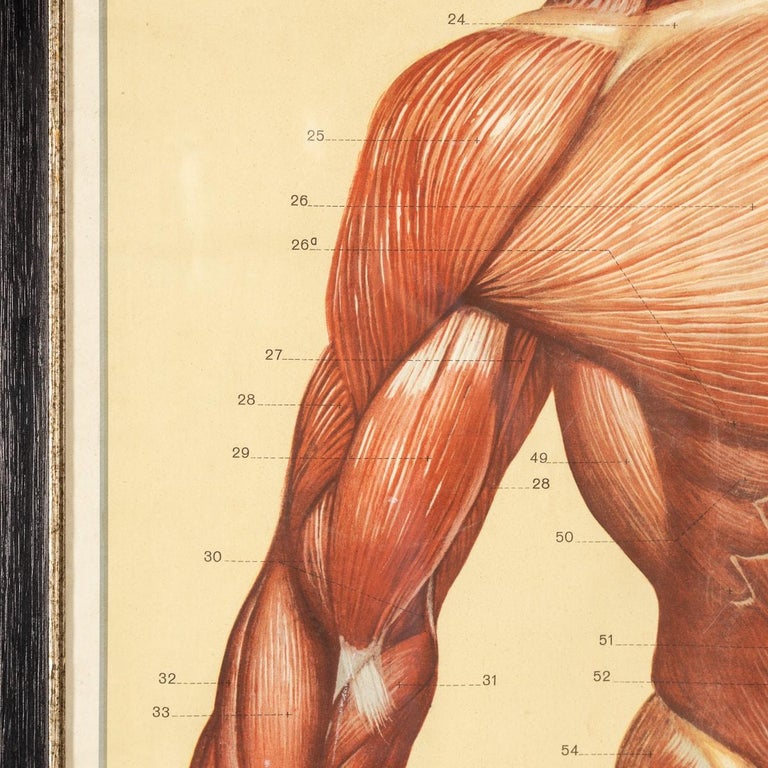 Pair of Anatomical Human Muscular Structure Charts by Tanck and Wagelin ...