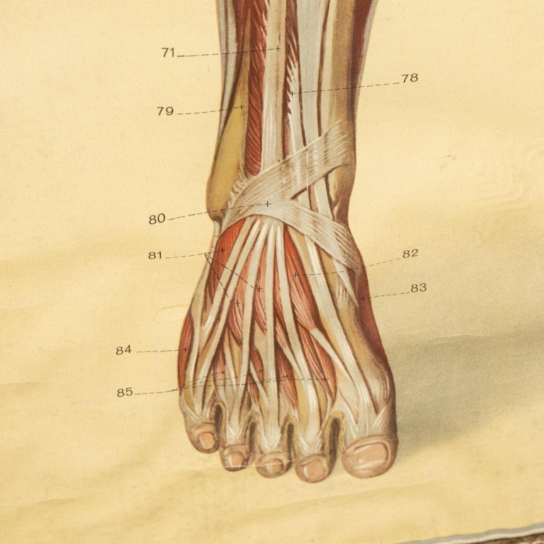 Pair of Anatomical Human Muscular Structure Charts by Tanck and Wagelin ...