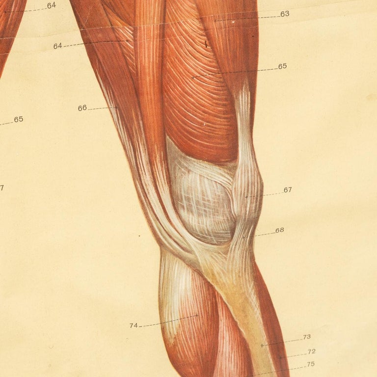 Pair of Anatomical Human Muscular Structure Charts by Tanck and Wagelin ...