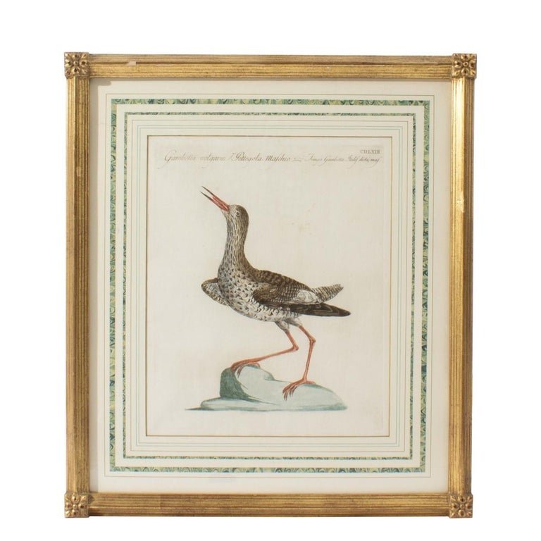 Pair of Antique Bird Lithographs in Gold Frames at 1stDibs