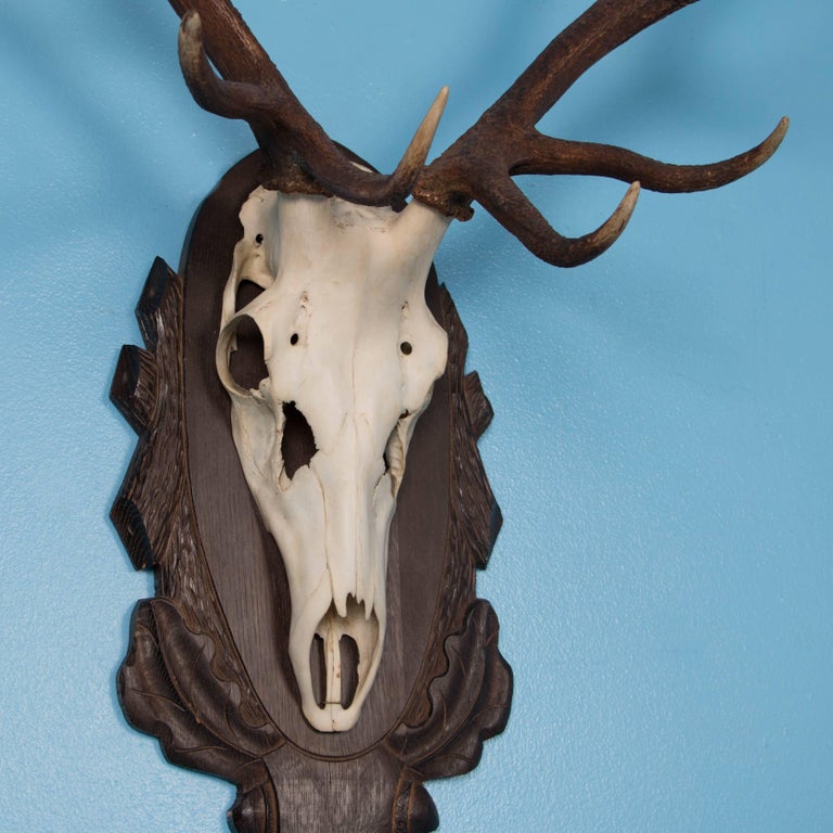 Pair of Antique Black Forest Red Deer Antler Mounts at 1stDibs