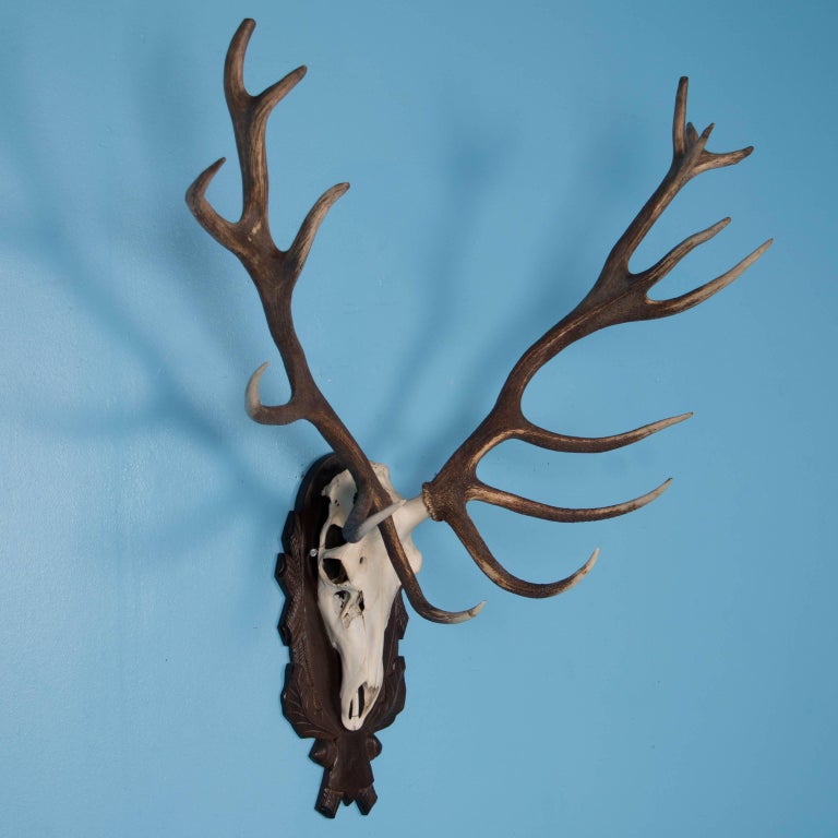 Pair of Antique Black Forest Red Deer Antler Mounts at 1stDibs