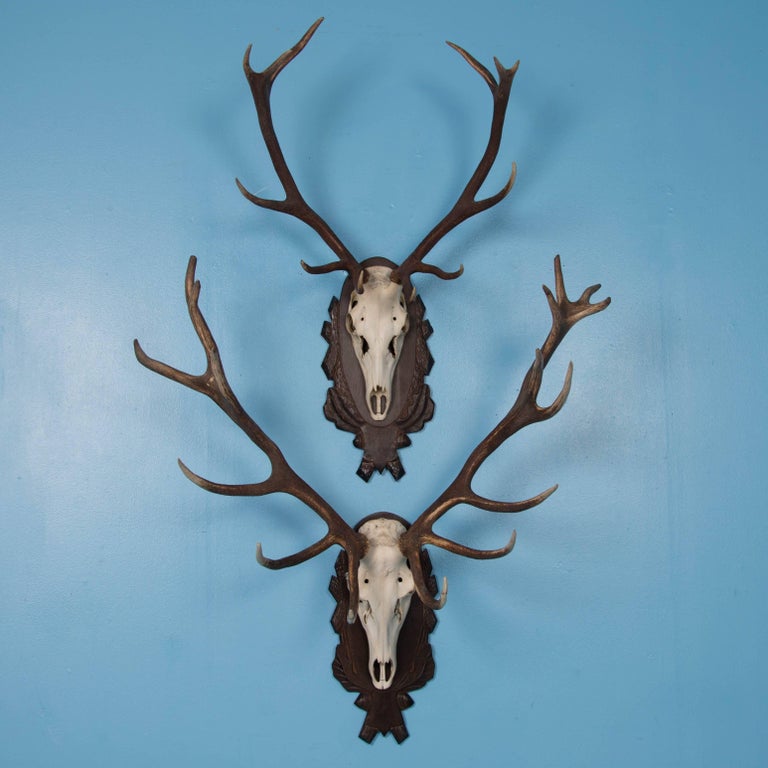 Pair of Antique Black Forest Red Deer Antler Mounts at 1stDibs