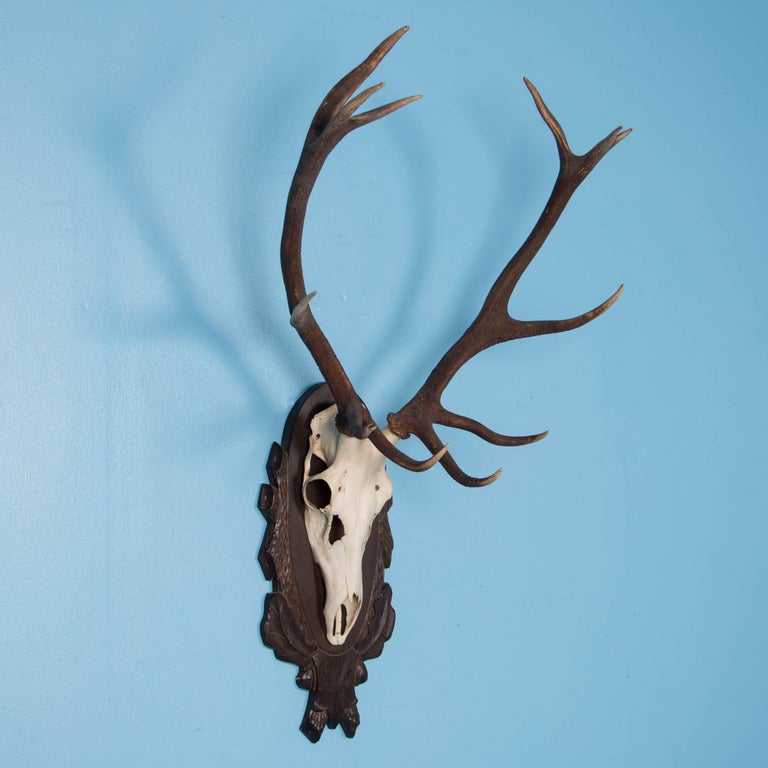 Pair of Antique Black Forest Red Deer Antler Mounts at 1stDibs