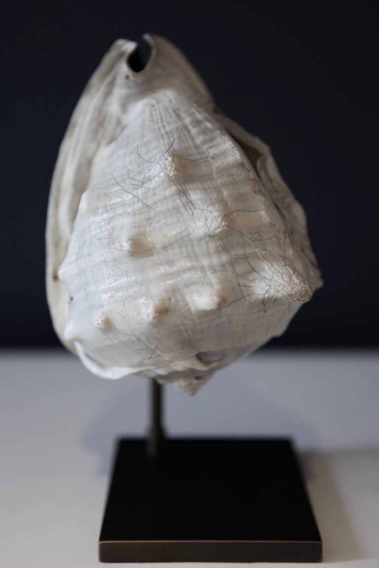 Pair of Antique Grand Tour Cameo Carved Sea Shells, Italy, 1870 at 1stDibs