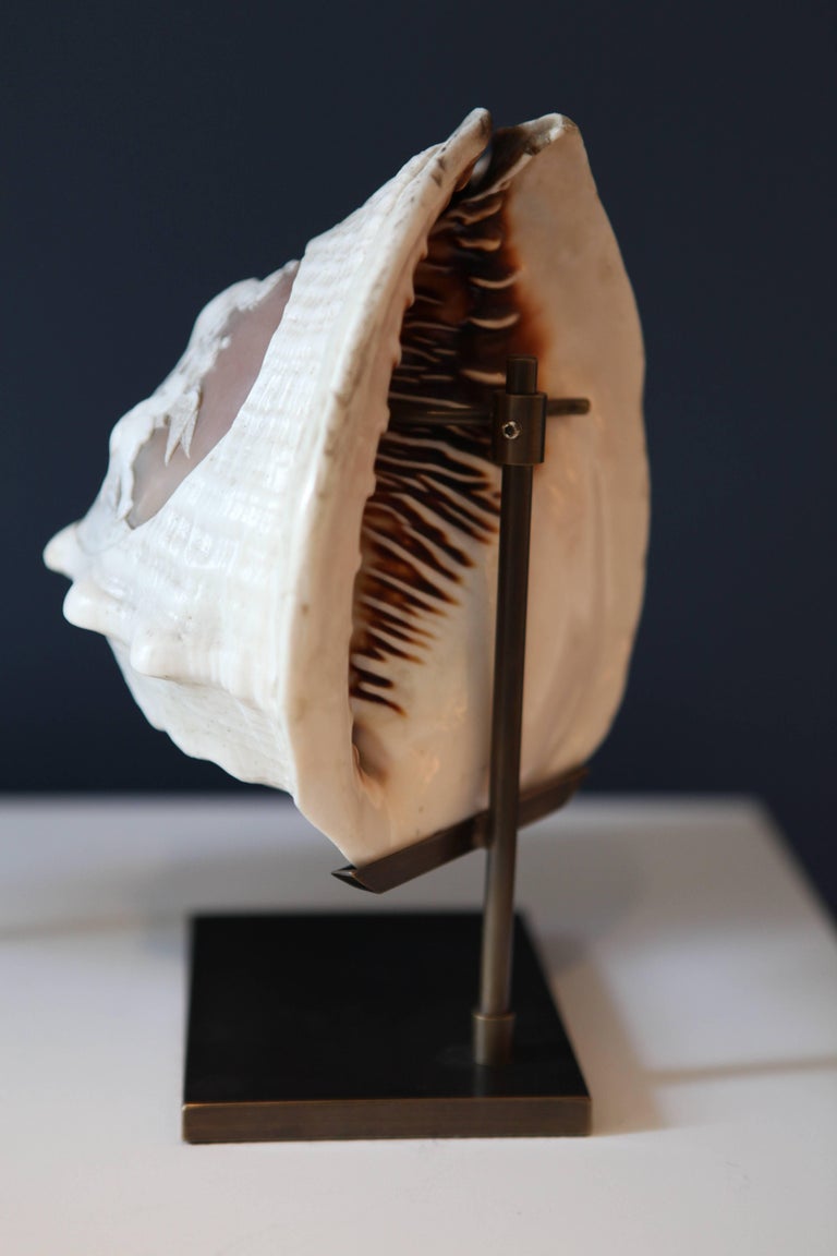 Pair of Antique Grand Tour Cameo Carved Sea Shells, Italy, 1870 at 1stDibs