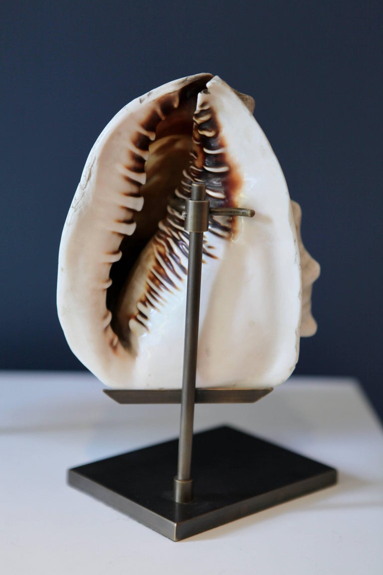 Pair of Antique Grand Tour Cameo Carved Sea Shells, Italy, 1870 at 1stDibs