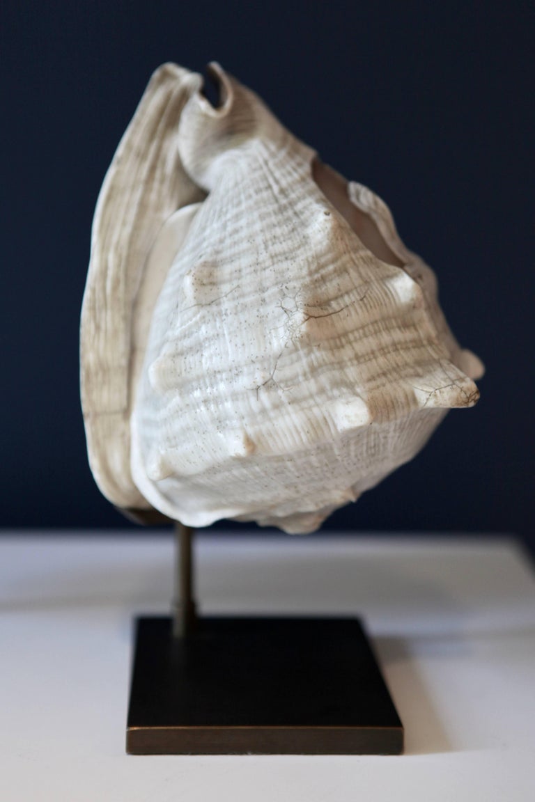 Pair of Antique Grand Tour Cameo Carved Sea Shells, Italy, 1870 at 1stDibs