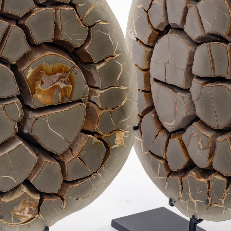 Pair of Belgium Calcite Septarian Nodule Natural Form on custom ...