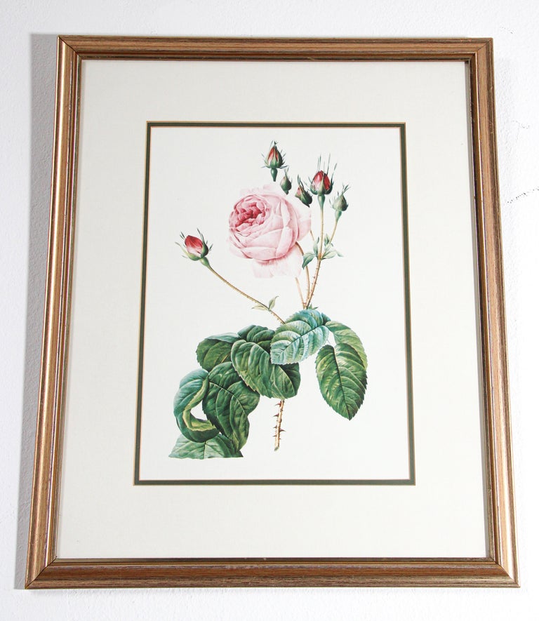 Pair of Botanical Rose Prints after Pierre-Joseph Redoute at 1stDibs ...