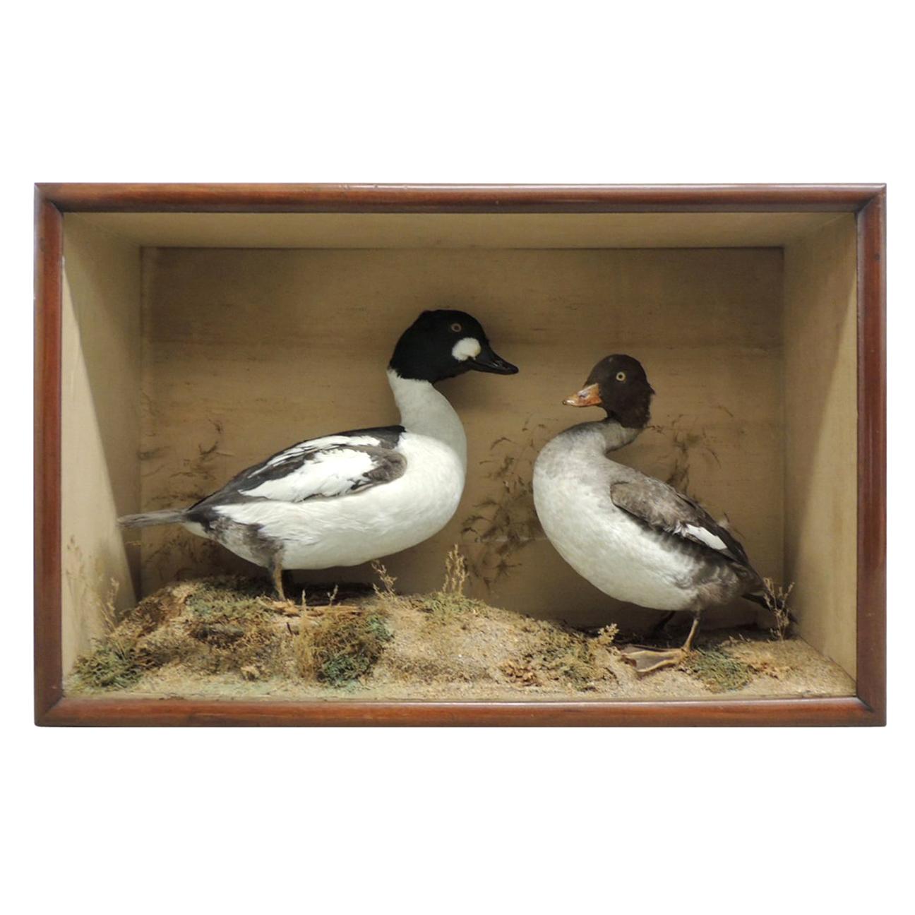 Pair of Brown and White Ducks in Display Case at 1stDibs | ducks on display