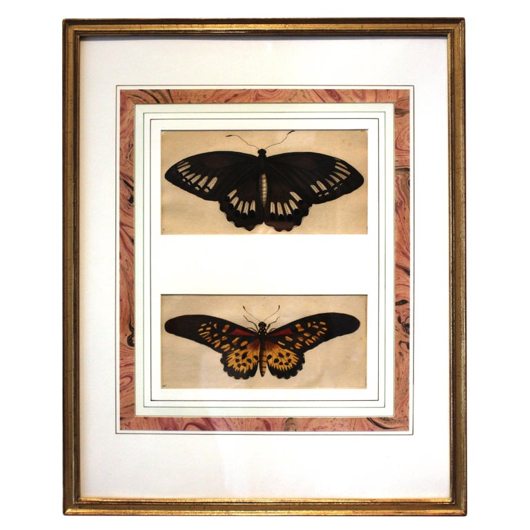 Pair of Butterfly Engravings by Frederick Polydore Nodder, circa 1800 ...