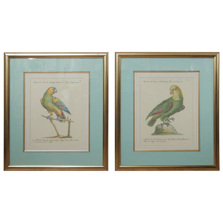 Pair of Colored Bird Engravings at 1stDibs