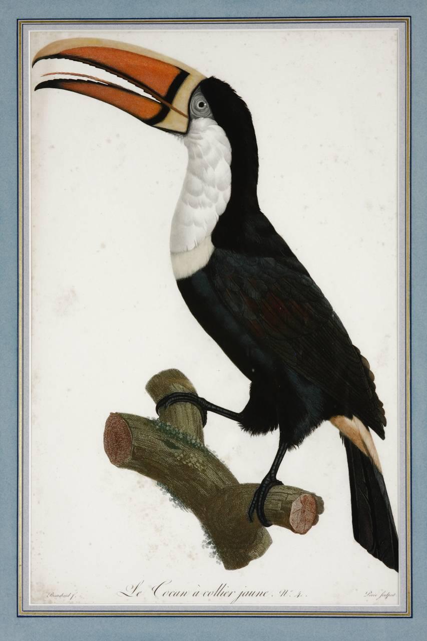 Pair of Colored Ornithological Engravings after Jacques Barraband For ...