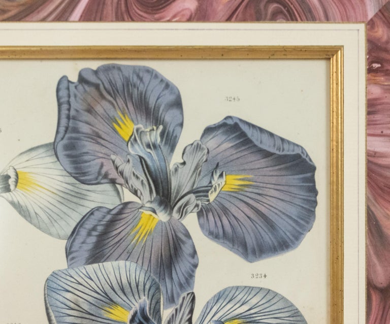 Pair of Continental Belgian Iris Lithographs For Sale at 1stDibs