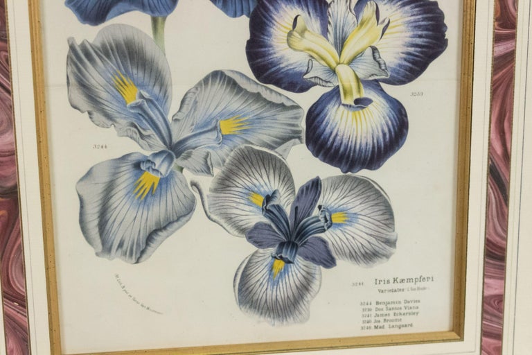 Pair of Continental Belgian Iris Lithographs For Sale at 1stDibs