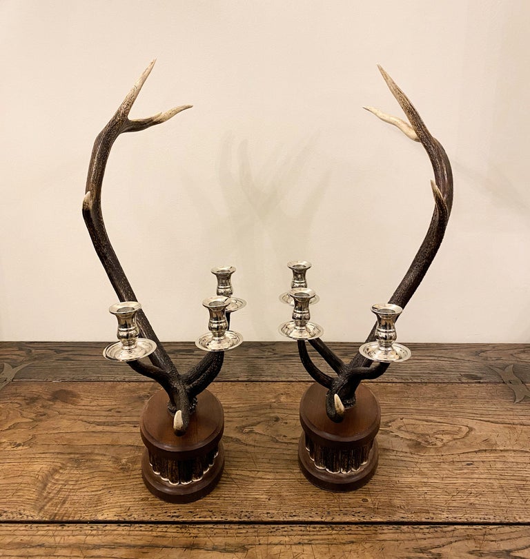 Pair of Dark Red Deer Antler Candlesticks For Sale at 1stDibs