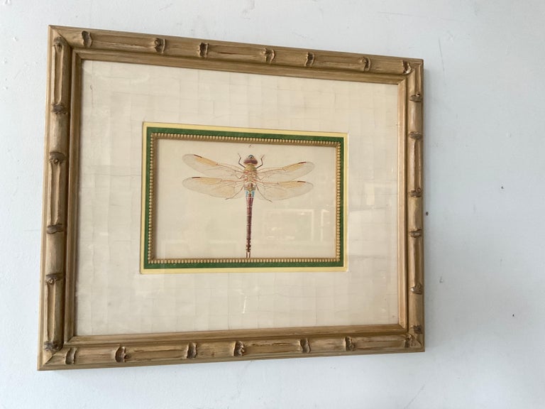 Pair of Dragon Fly Prints from the National History Museum of London ...