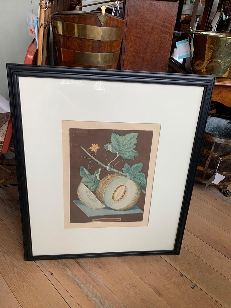 Pair of English Aquatint Engravings from George Brookshaw's Pomona ...