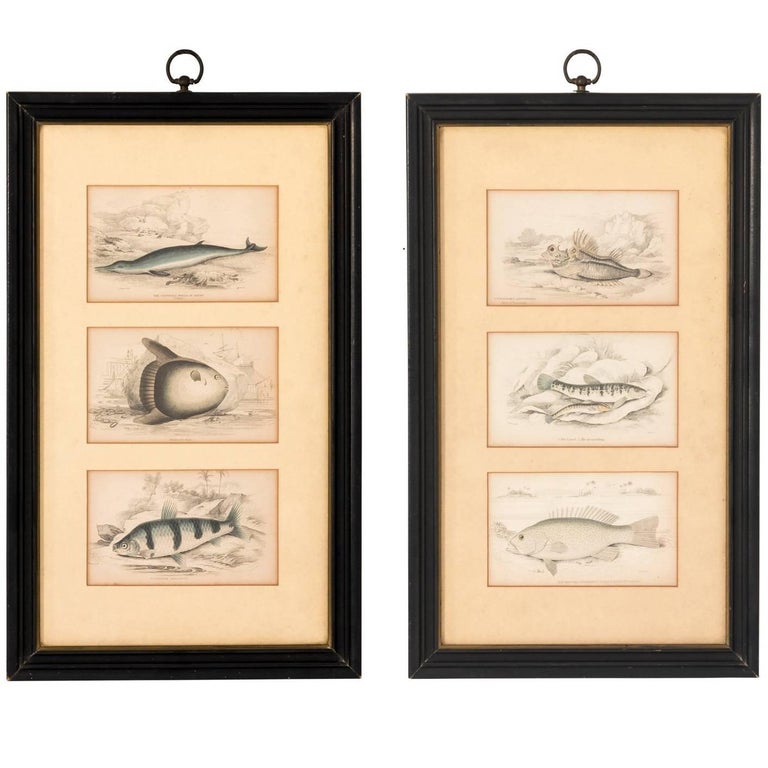 Pair of Fish Illustrations at 1stDibs