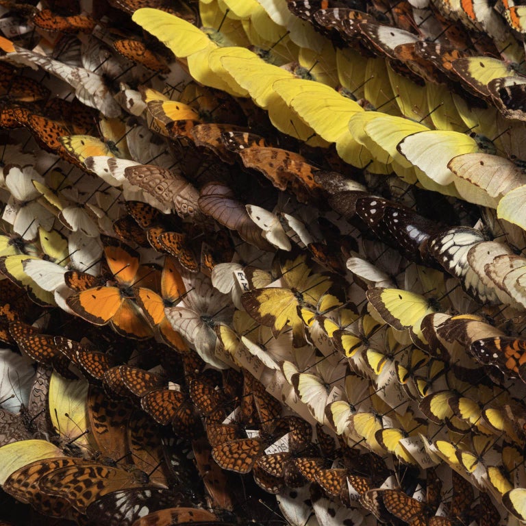 Pair of Framed 20th Century Butterfly Collections at 1stDibs