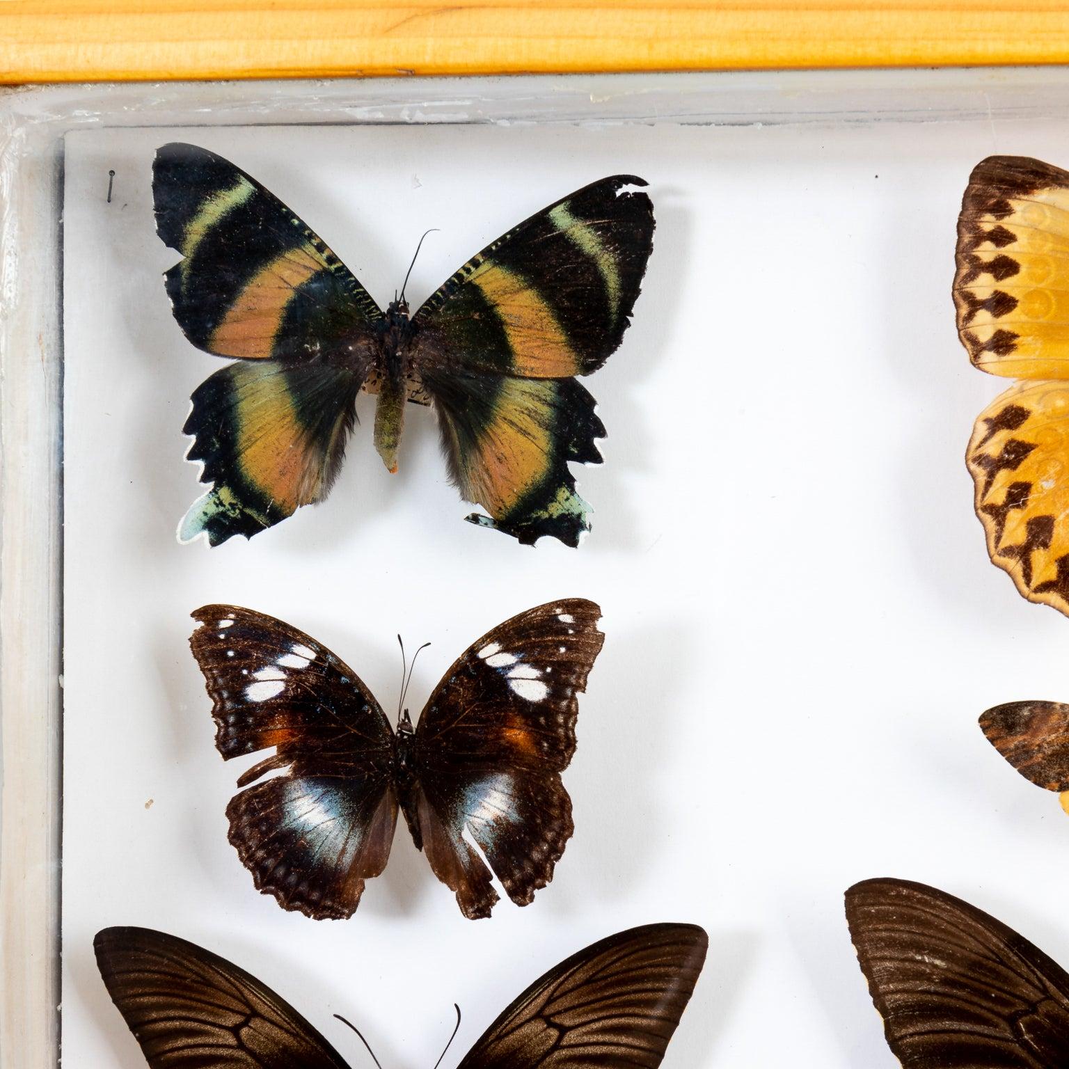 Pair of Framed Butterfly Boxes For Sale at 1stDibs
