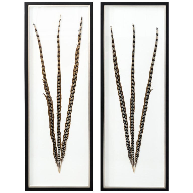 Pair of Framed Feathers at 1stDibs