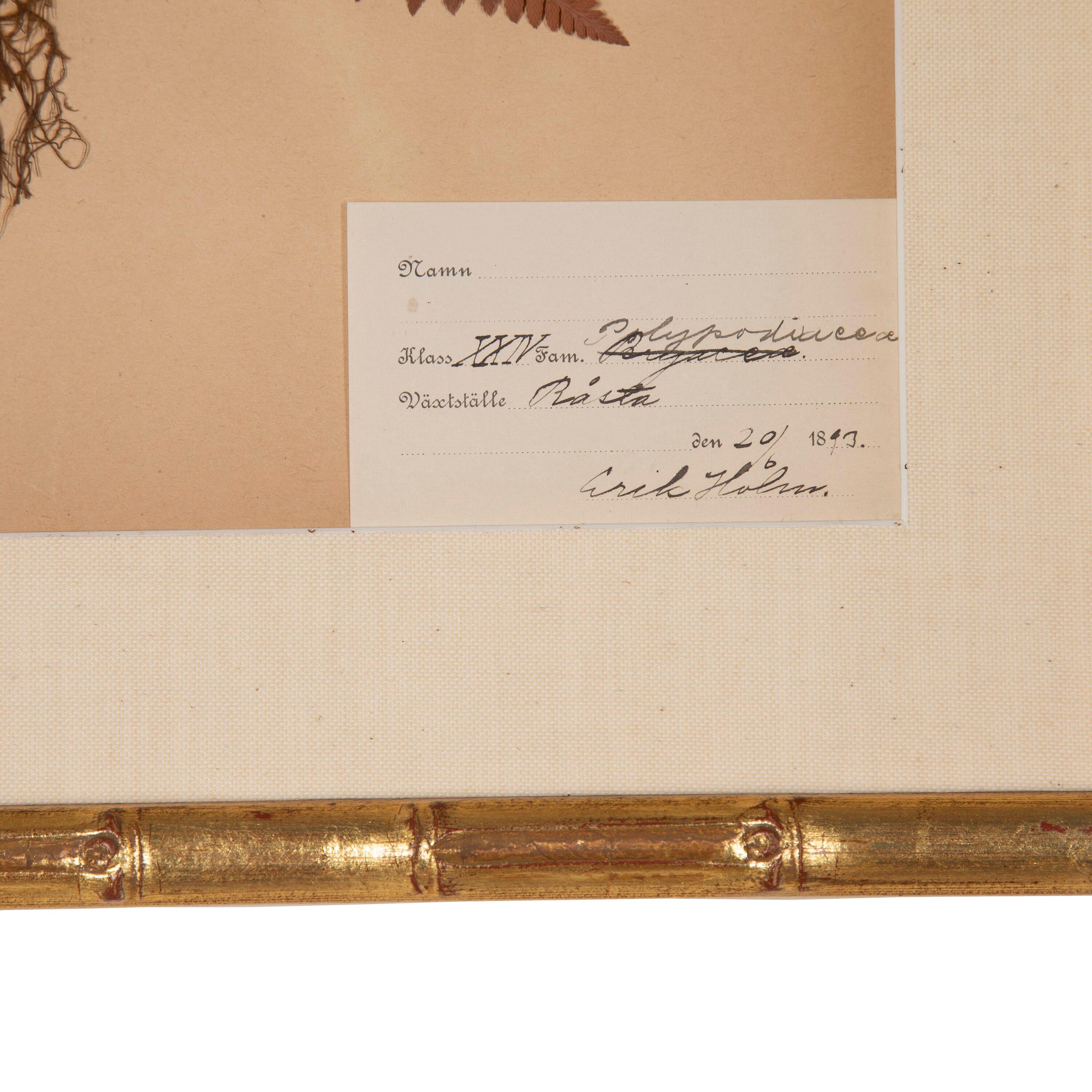 Pair of French 19th Century Ferns For Sale at 1stDibs