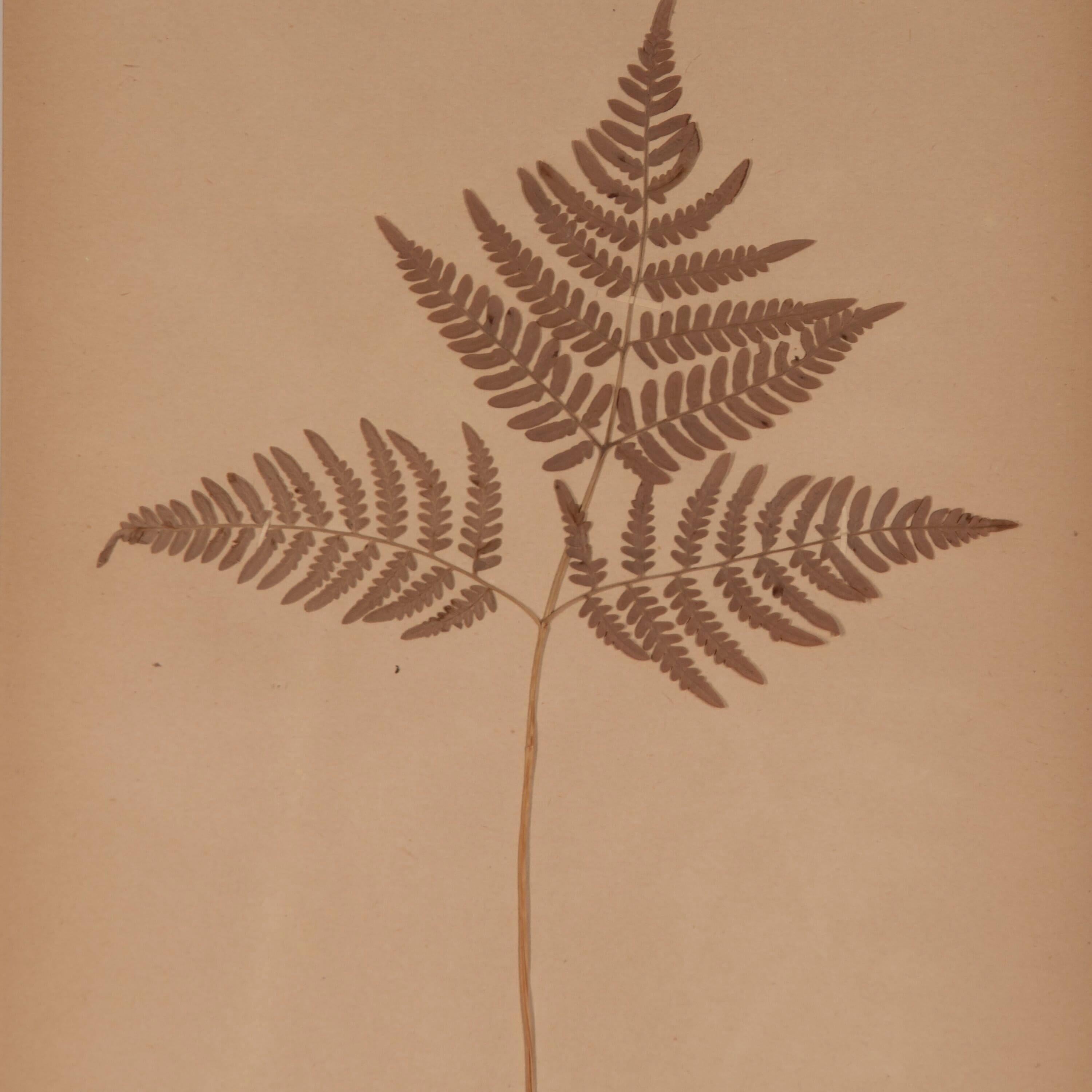 Pair of French 19th Century Ferns For Sale at 1stDibs