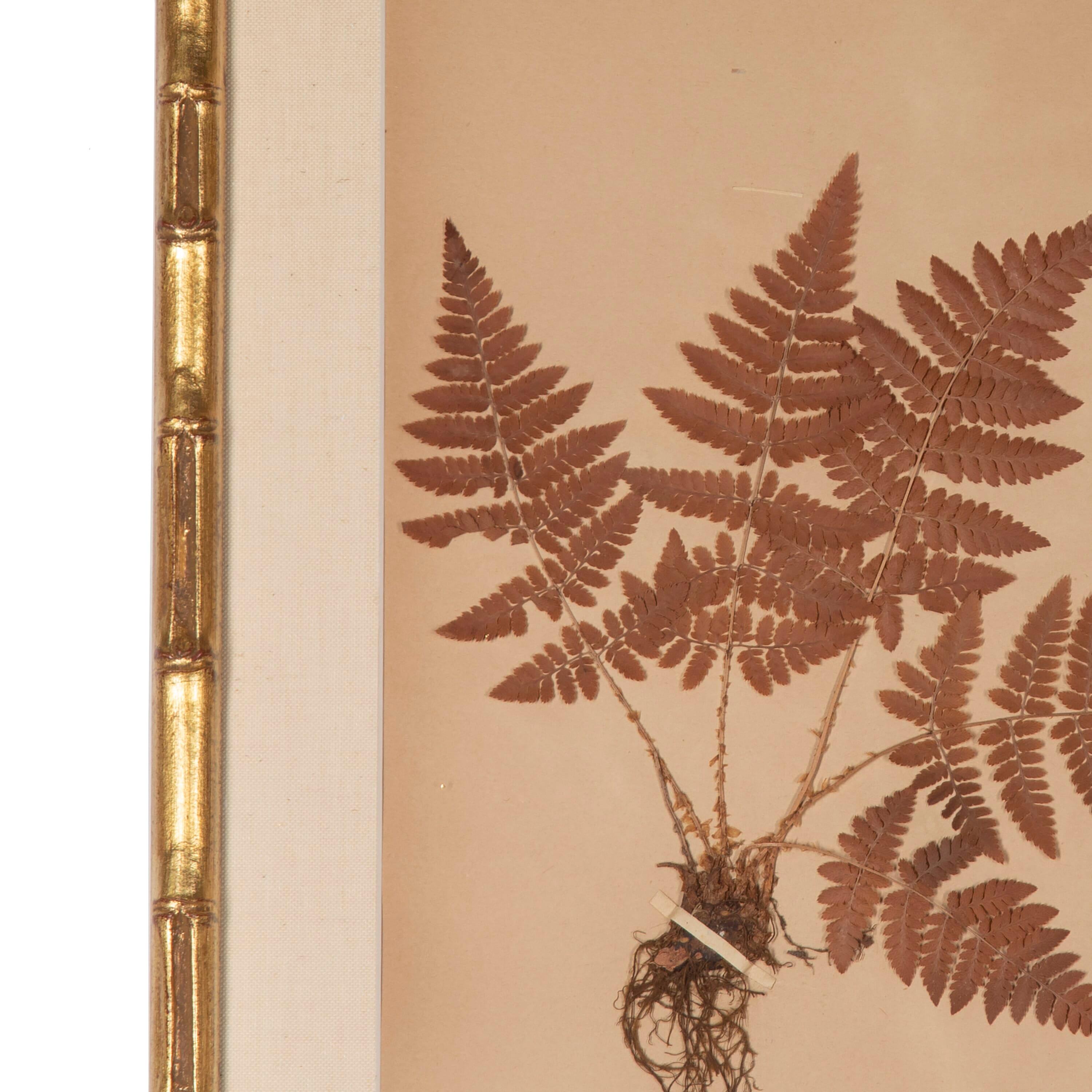 Pair of French 19th Century Ferns For Sale at 1stDibs