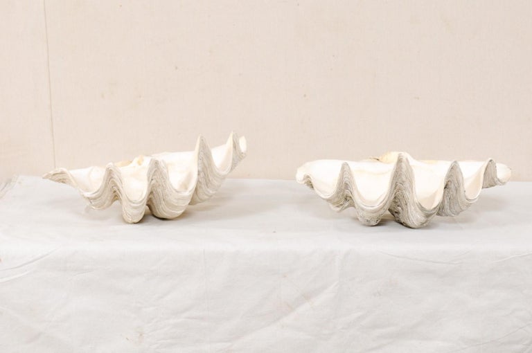 Pair of Giant Clam Shells, Make Beautiful Nautical Art Pieces or Bowls ...