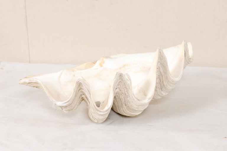 Pair of Giant Clam Shells, Make Beautiful Nautical Art Pieces or Bowls ...