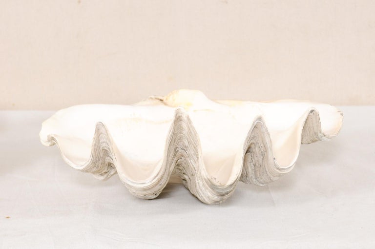 Pair of Giant Clam Shells, Make Beautiful Nautical Art Pieces or Bowls ...