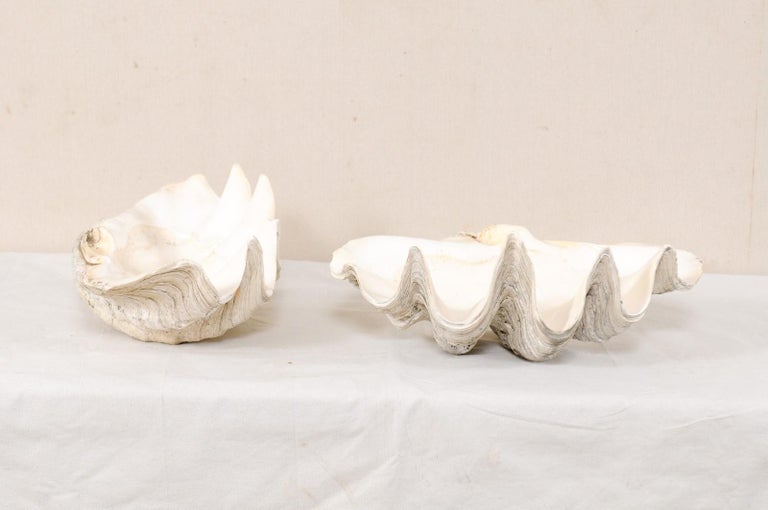 Pair of Giant Clam Shells, Make Beautiful Nautical Art Pieces or Bowls ...