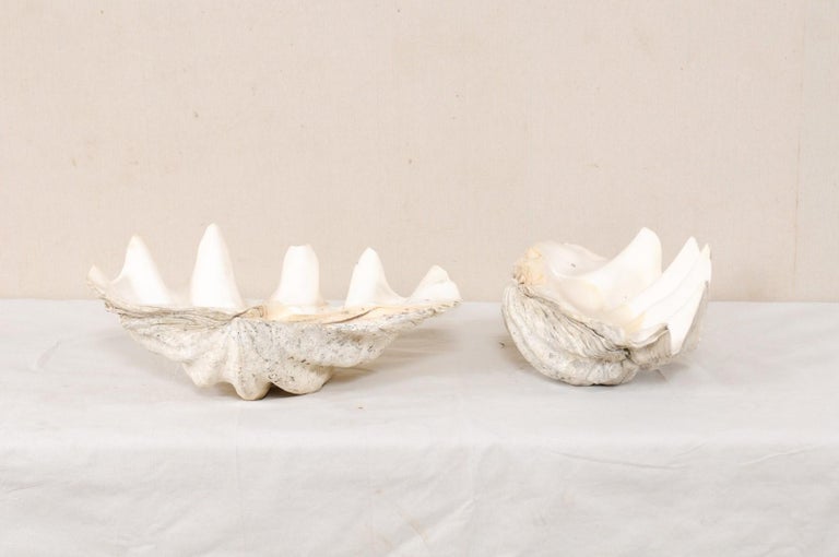 Pair of Giant Clam Shells, Make Beautiful Nautical Art Pieces or Bowls ...