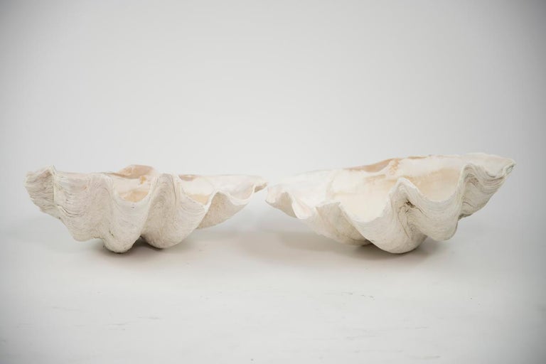 Pair of Giant Clamshells For Sale at 1stDibs