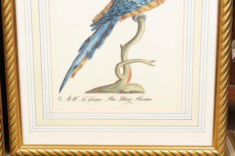 Pair of Gilt Framed Bird Engravings with Later Hand Coloring For Sale ...