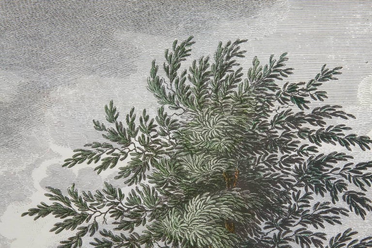 Pair of Hand-Colored British Colonial Prints of Jamaica at 1stDibs ...