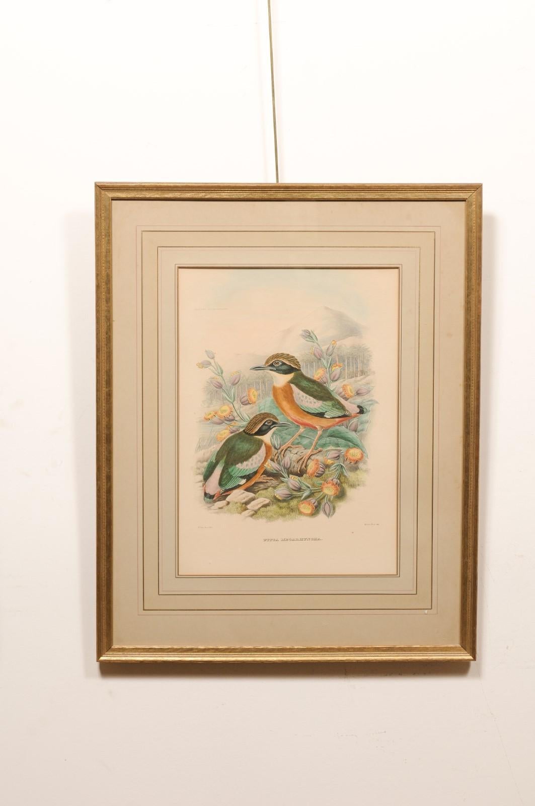 Pair of Hand Colored Lithographs “Elliot’s Illustrations” of Birds ...
