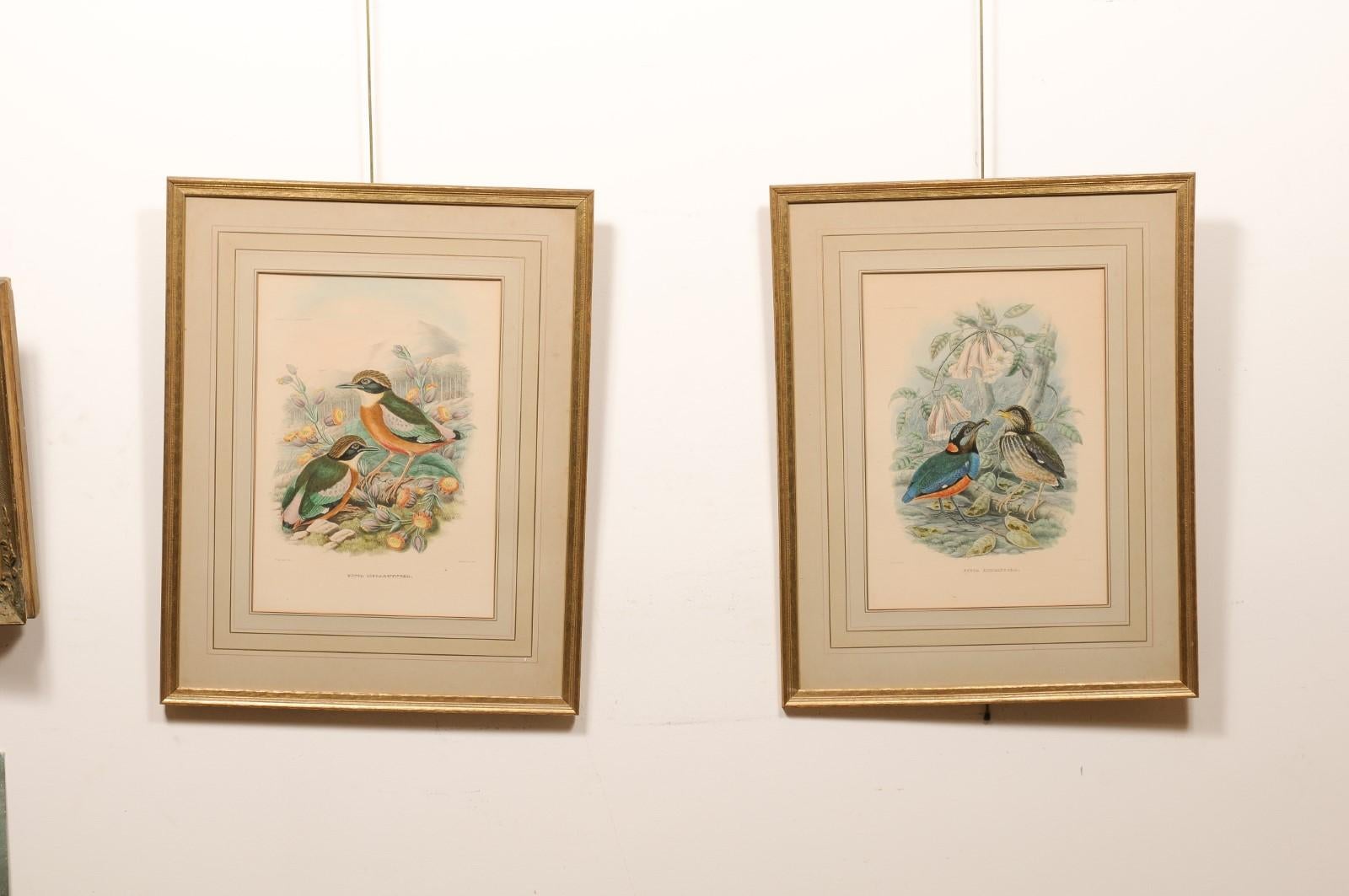 Pair of Hand Colored Lithographs “Elliot’s Illustrations” of Birds ...