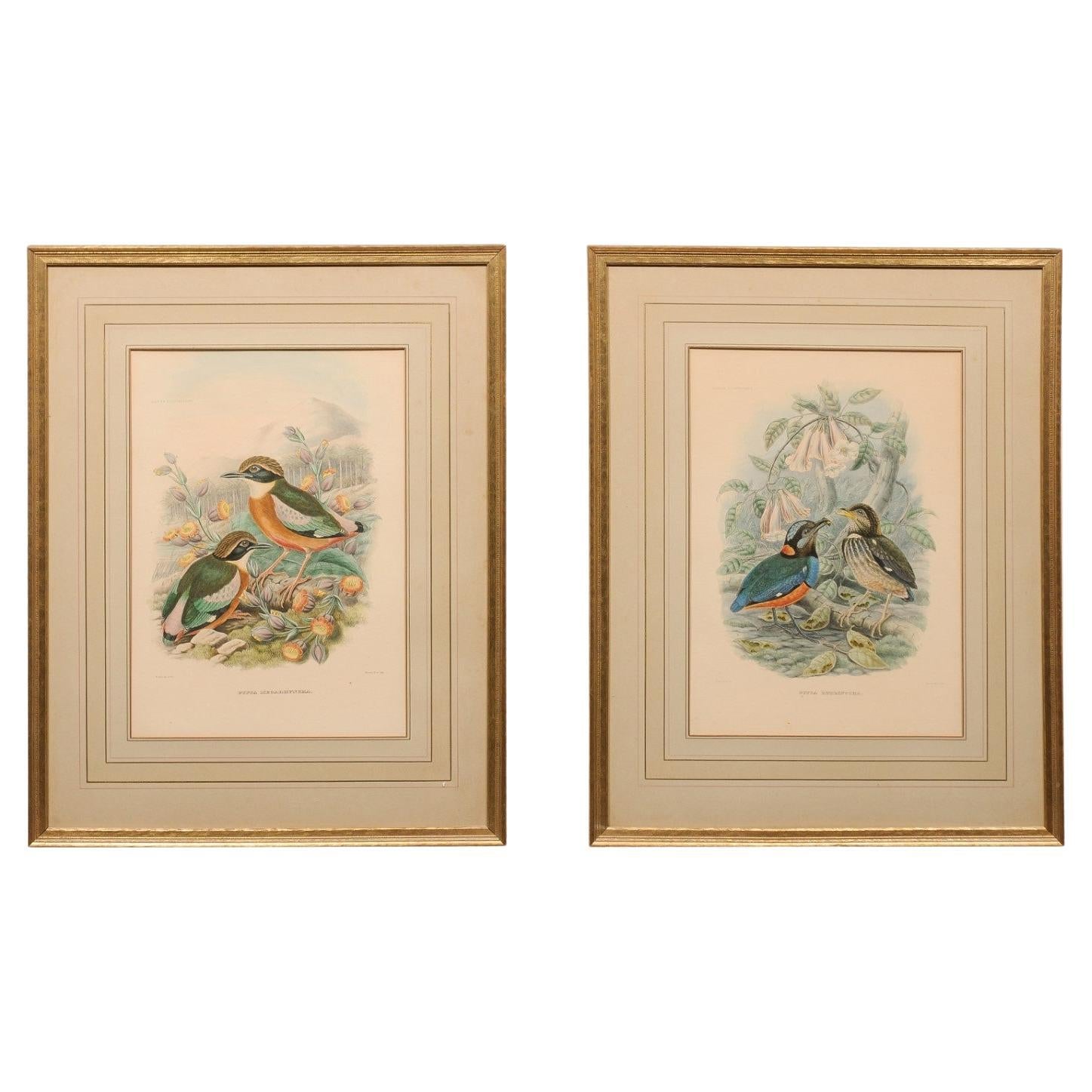 Pair of Hand Colored Lithographs “Elliot’s Illustrations” of Birds ...
